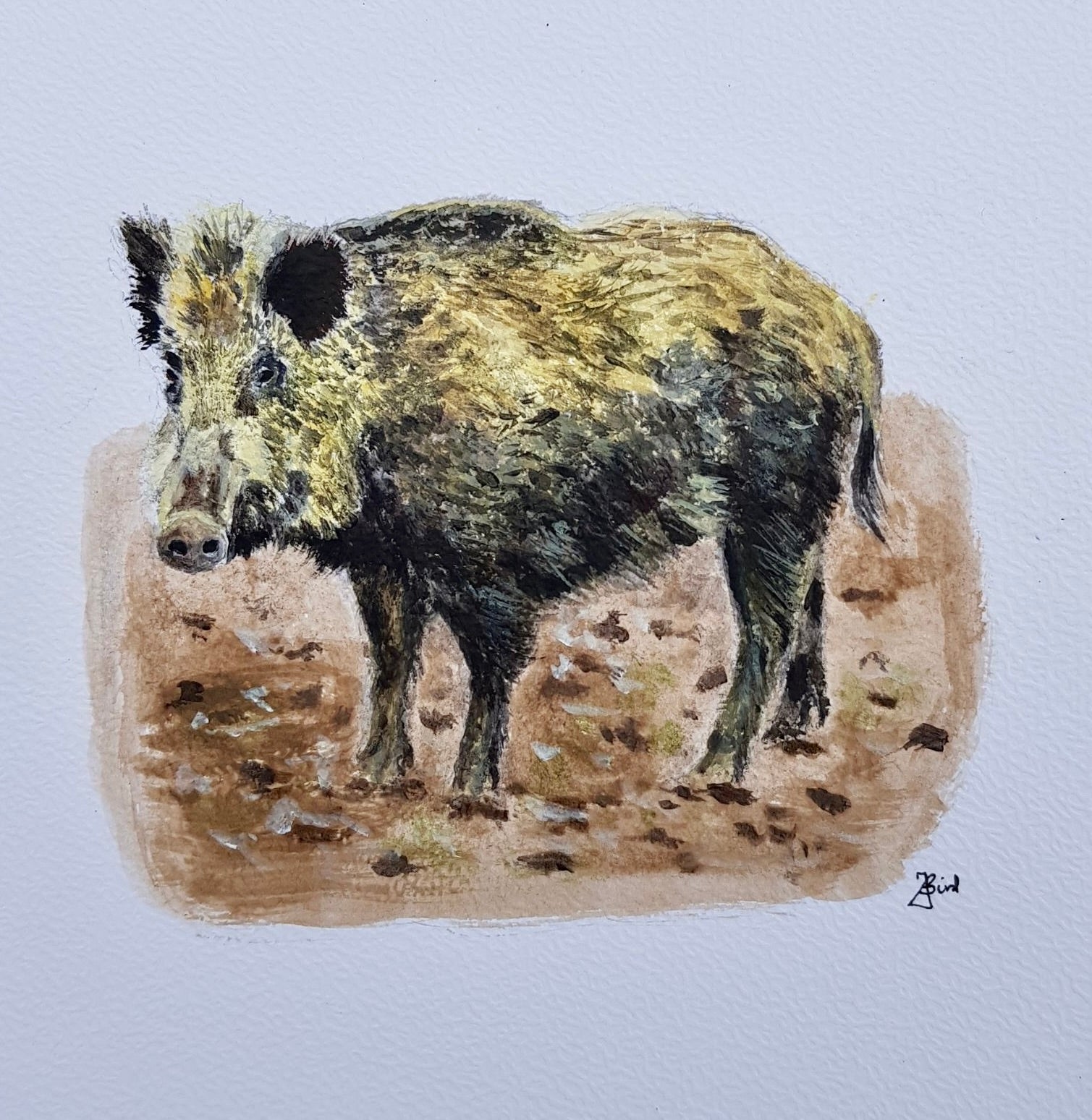 Amadeus or The story of the 'not so wild' boar! | Blogs – Bird In France